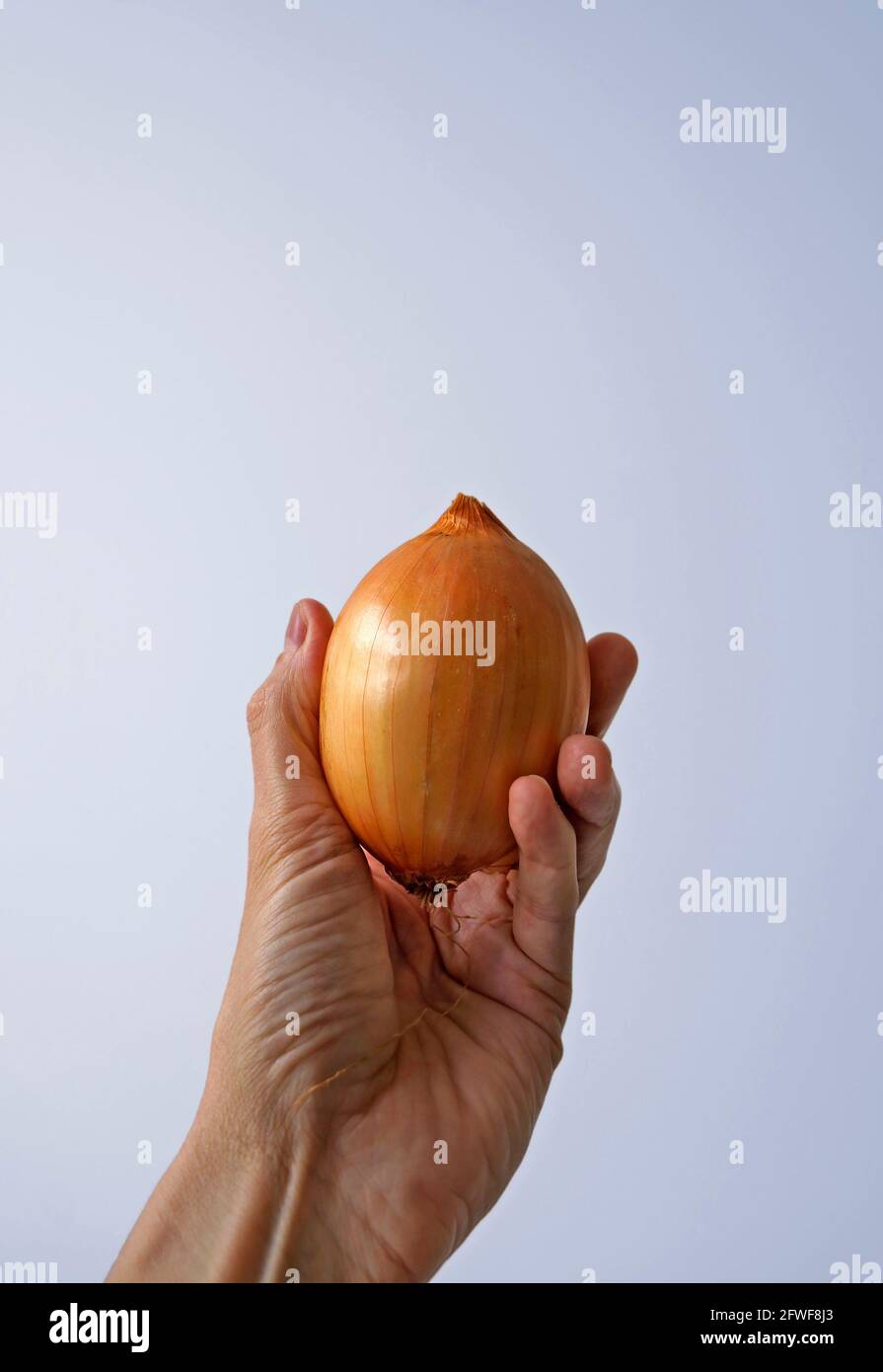 Onion on hand in a bright background Stock Photo - Alamy