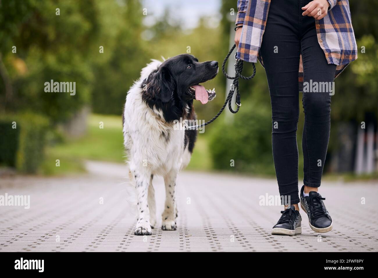 Dog on leash outside hi-res stock photography and images - Alamy