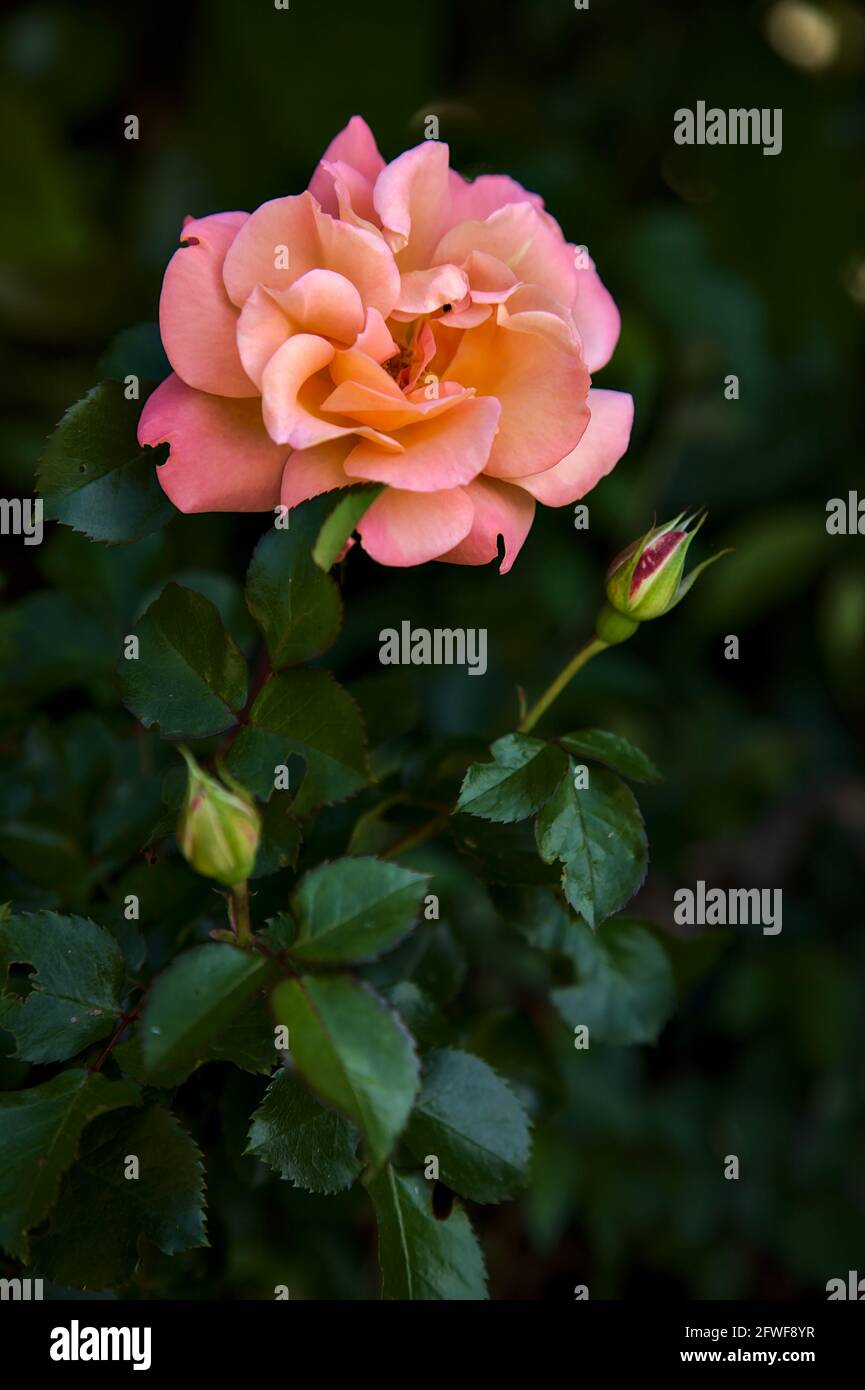 Pink and orange rose seen up close Stock Photo - Alamy