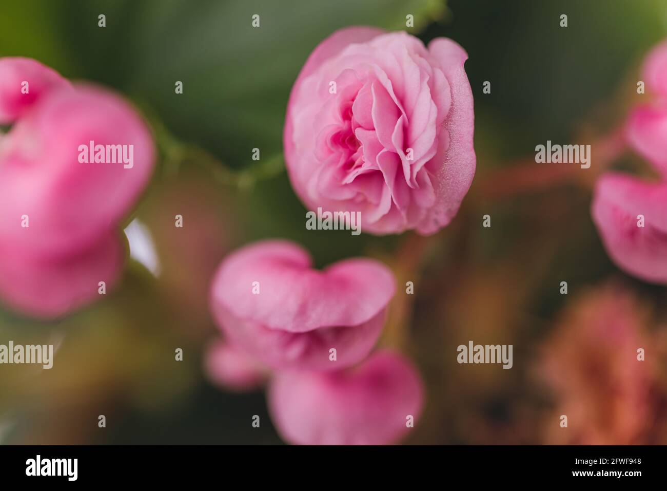 Edible flowers and microgreens begonia close-up macro Stock Photo - Alamy