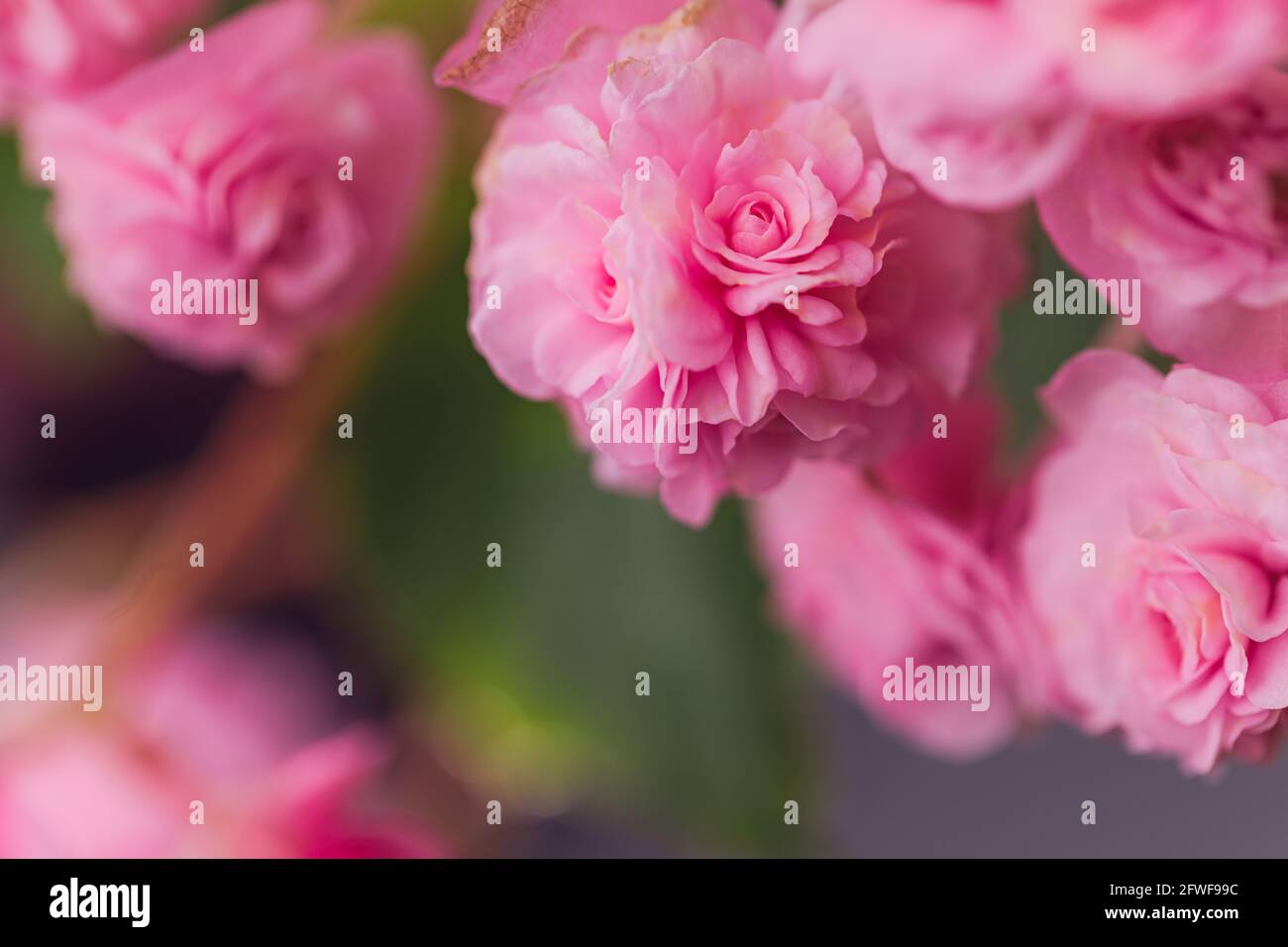 Edible flowers and microgreens begonia close-up macro Stock Photo - Alamy