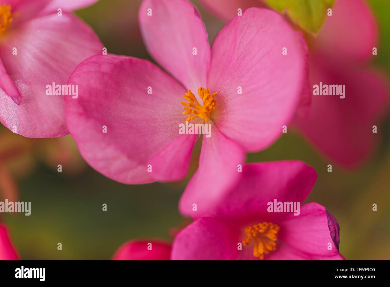 Edible flowers and microgreens begonia close-up macro Stock Photo - Alamy