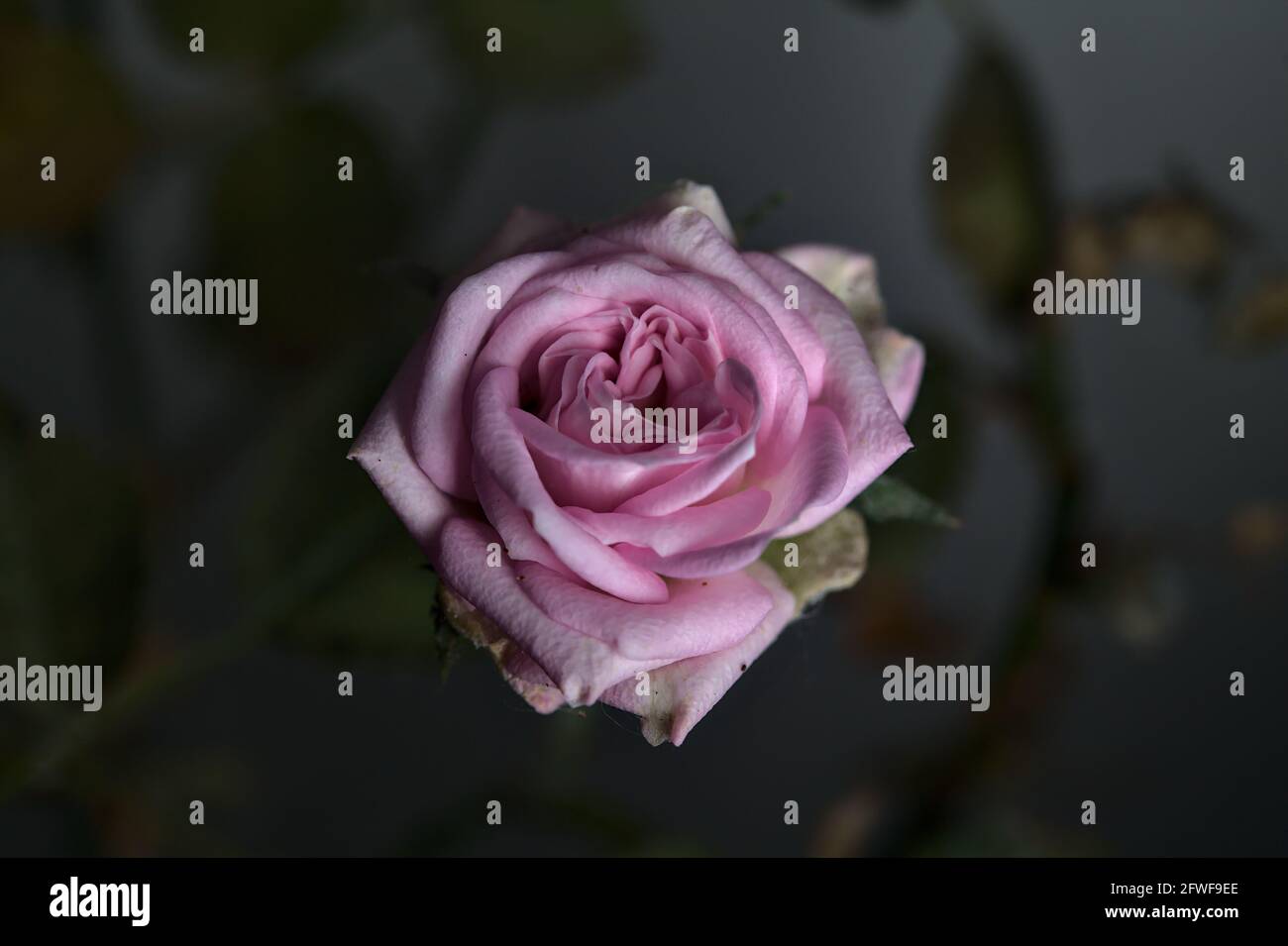 Pink miniature rose with foliage on a white backdrop Stock Photo - Alamy