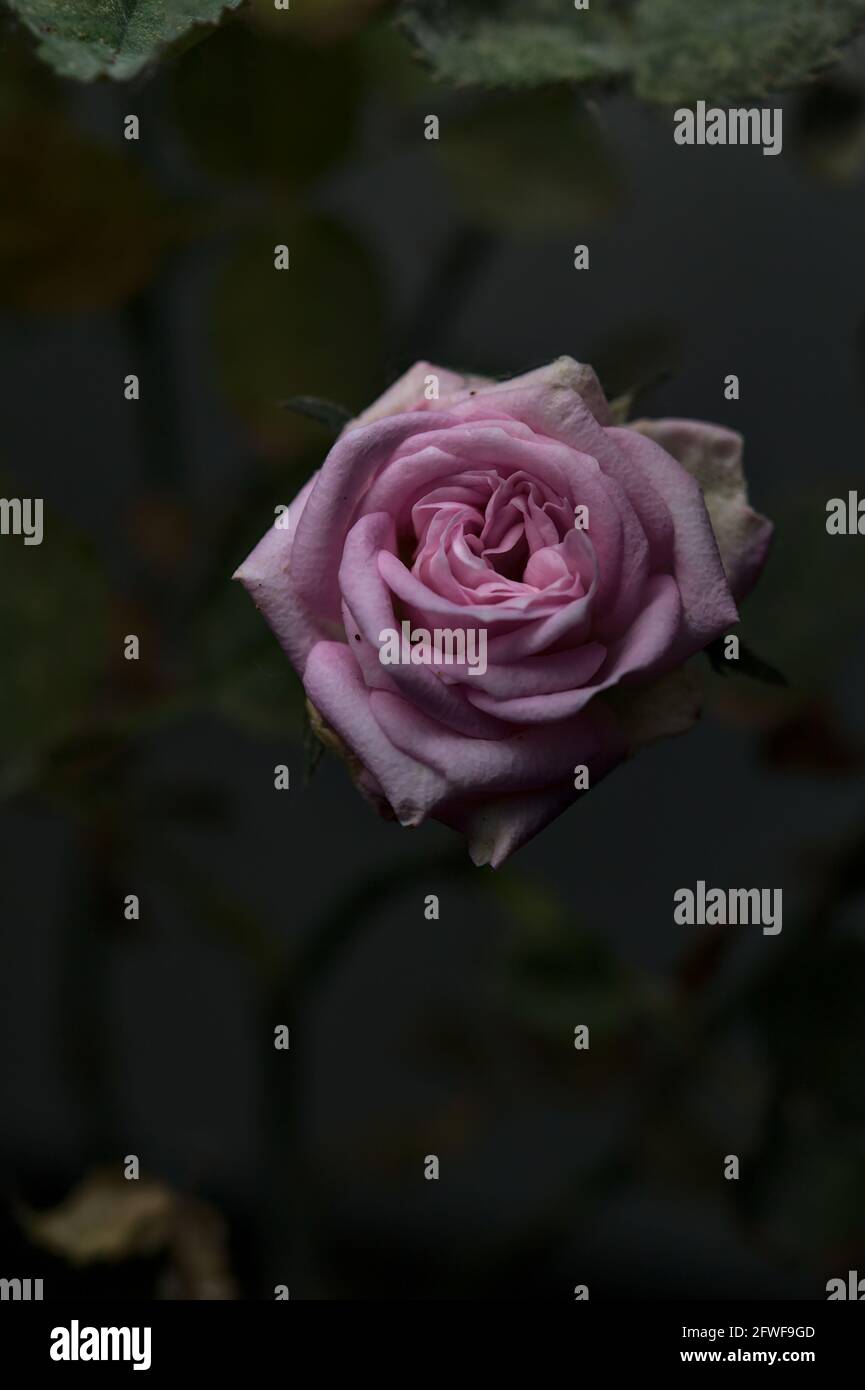 Pink miniature rose with foliage on a white backdrop Stock Photo - Alamy