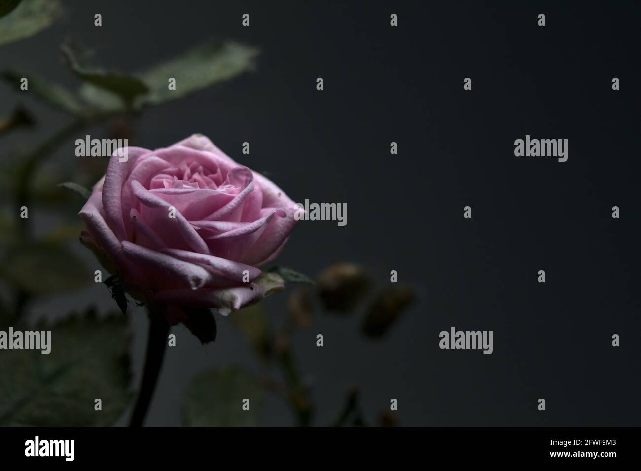 Pink miniature rose with foliage on a white backdrop Stock Photo - Alamy