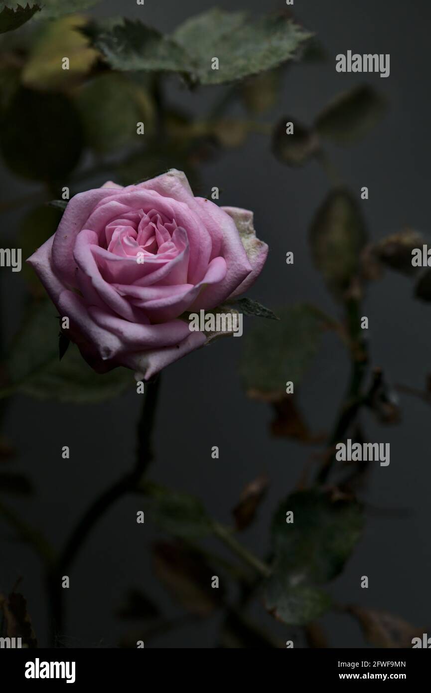 Pink miniature rose with foliage on a white backdrop Stock Photo - Alamy
