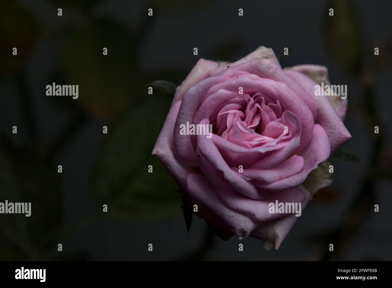 Pink miniature rose with foliage on a white backdrop Stock Photo - Alamy