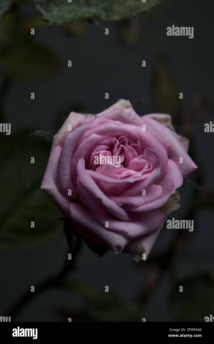 Pink miniature rose with foliage on a white backdrop Stock Photo - Alamy