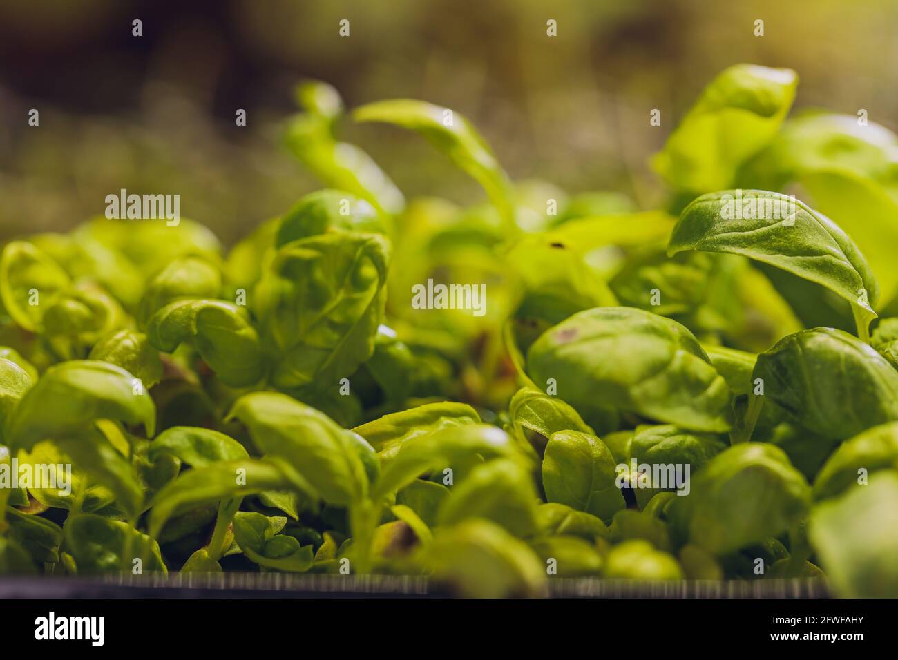 Sunflower microgreen sprouts closeup organic baby sunflower shoots ...