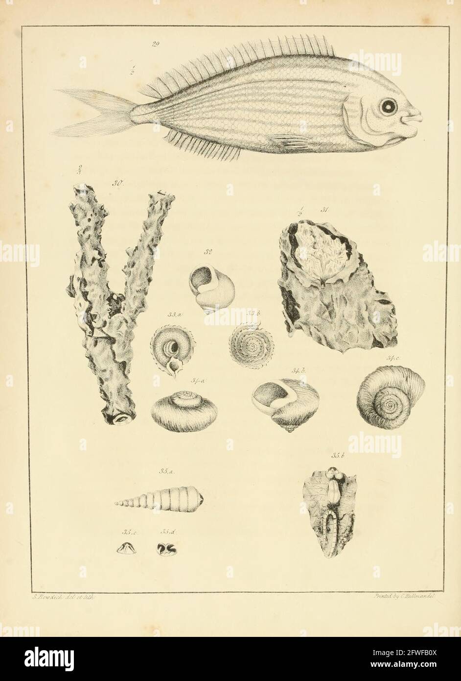 Porto santo madeira wildlife hi-res stock photography and images - Alamy