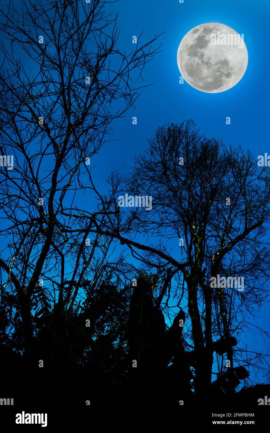 Silhouettes of dry tree against blue sky and beautiful full moon at ...