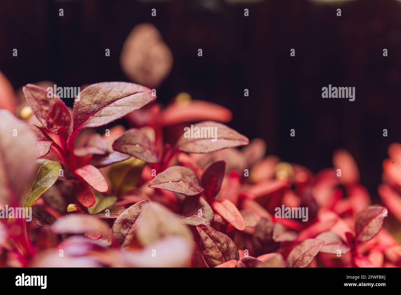 Red amaranth microgreens grown indoors in soil Stock Photo - Alamy