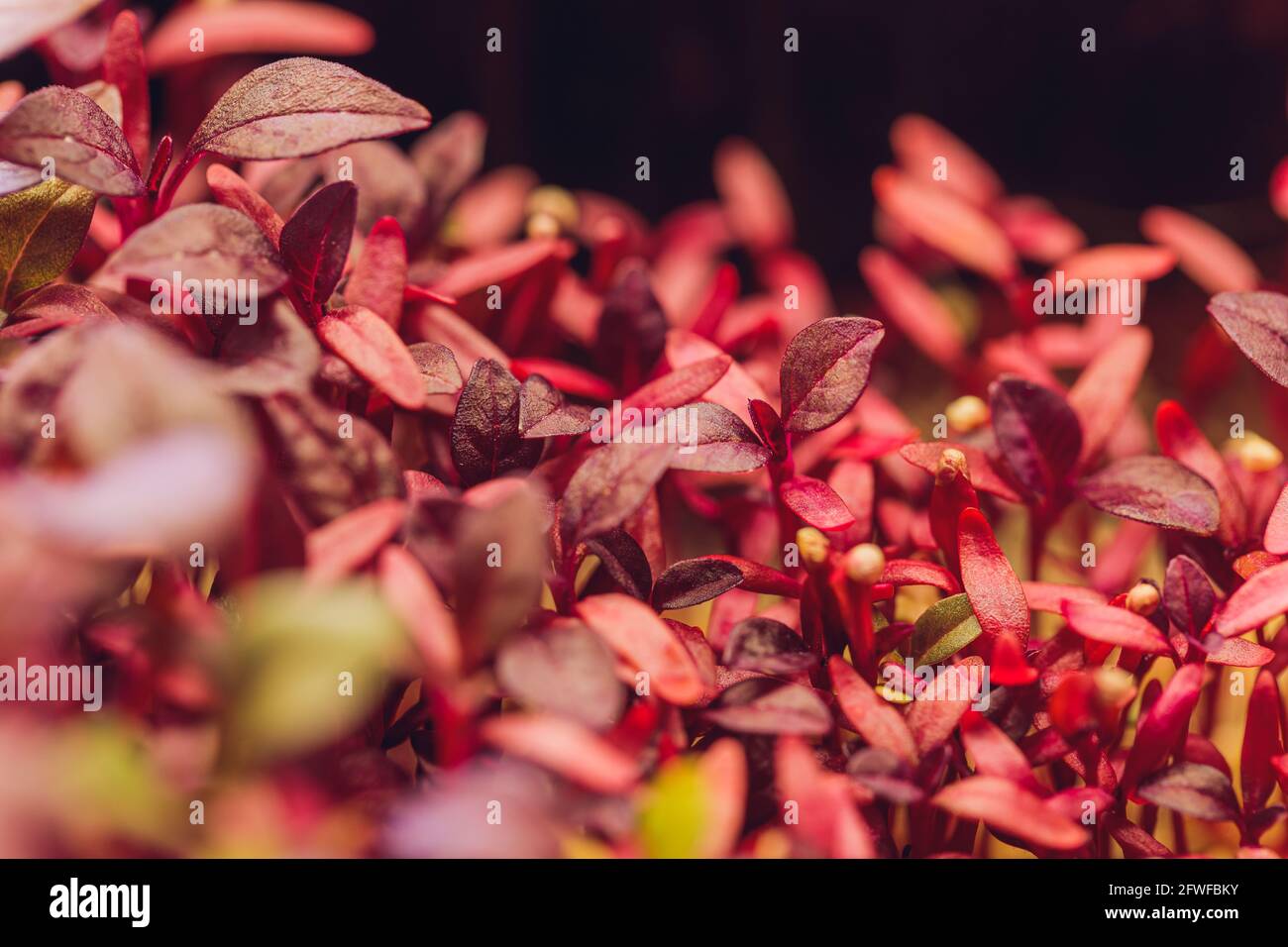 Red amaranth microgreens grown indoors in soil Stock Photo - Alamy