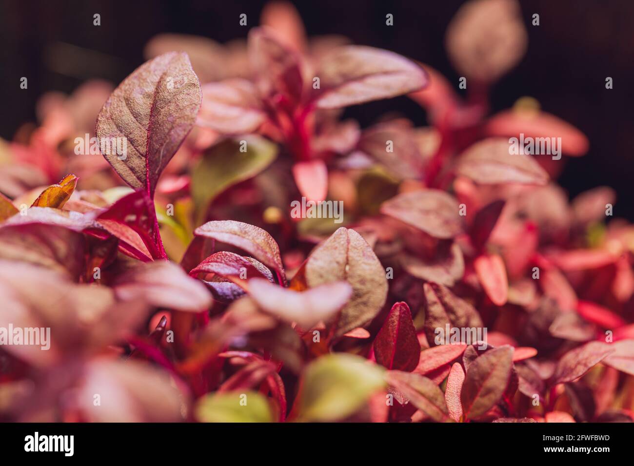 Red amaranth microgreens grown indoors in soil Stock Photo - Alamy