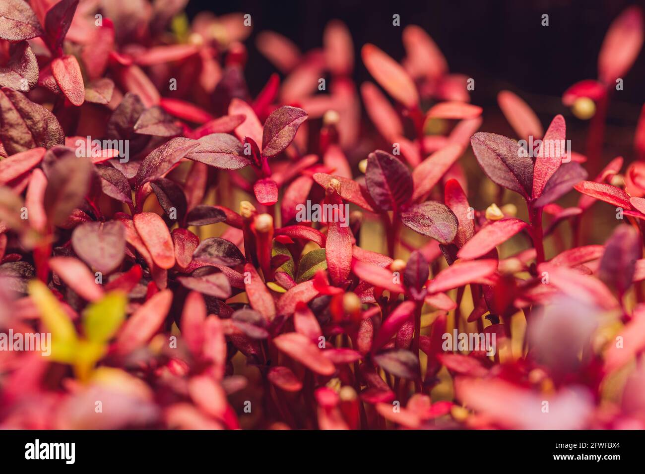 Red amaranth microgreens grown indoors in soil Stock Photo - Alamy