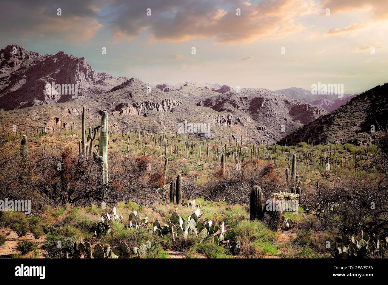 Desert sonoran desert sonora desert hi-res stock photography and images ...