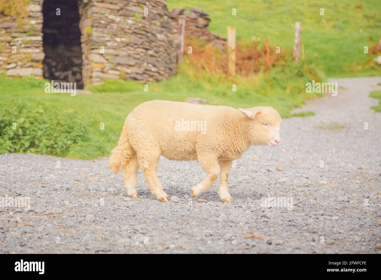 Trotting lamb hi-res stock photography and images - Alamy