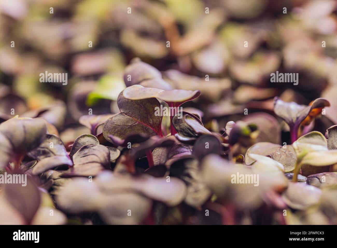 Close-up of radish microgreens growing in tray Stock Photo - Alamy