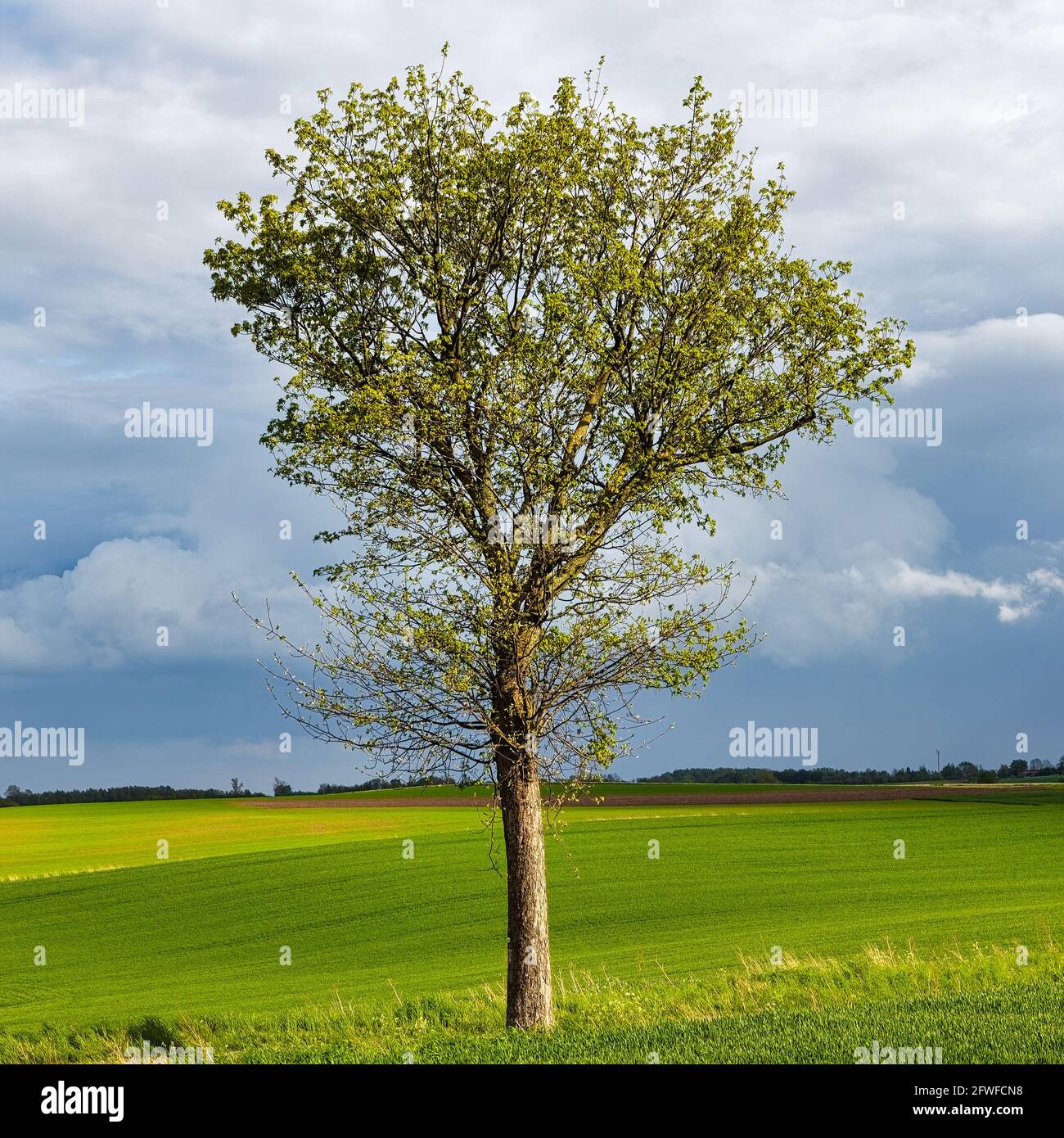 Green grass solitary tree hi-res stock photography and images - Alamy