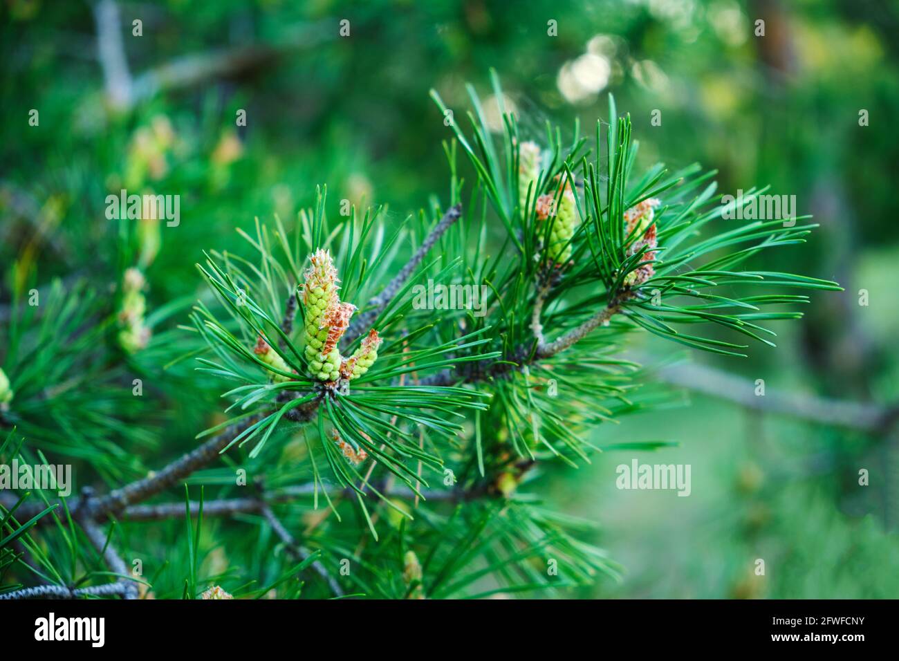 Fresh sprouted pine sprouts, a growing Christmas tree Stock Photo - Alamy
