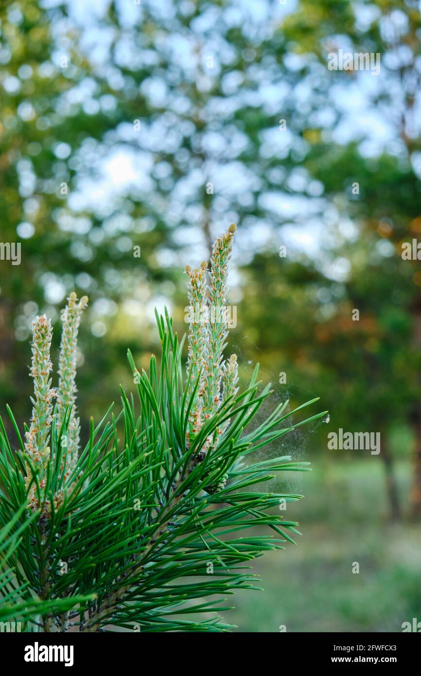 Fresh sprouted pine sprouts, a growing Christmas tree Stock Photo - Alamy