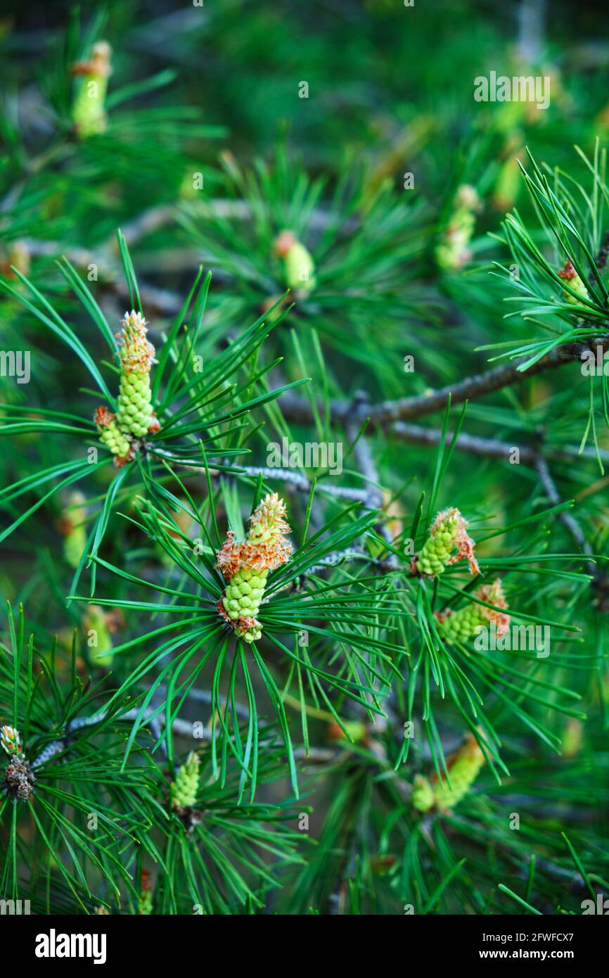 Fresh sprouted pine sprouts, a growing Christmas tree Stock Photo - Alamy