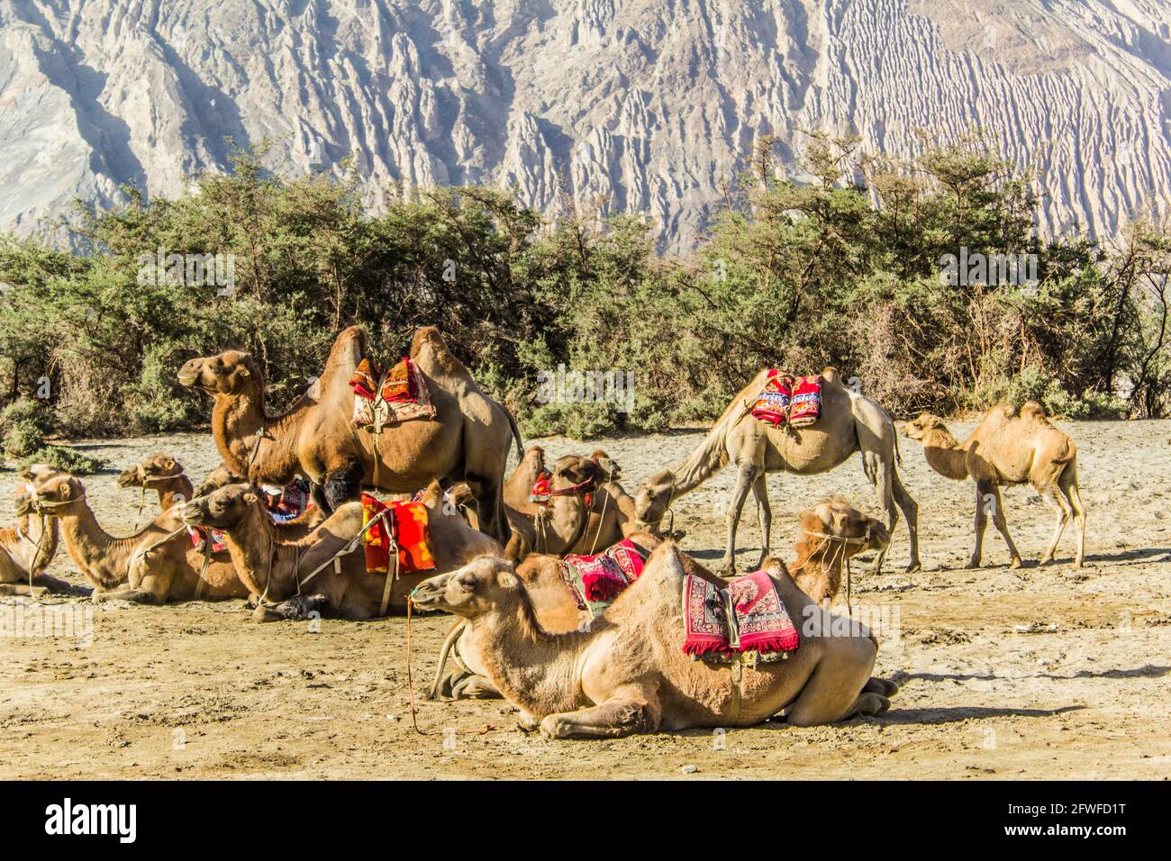 Bactrian camel in Nubra Valley Stock Photo - Alamy