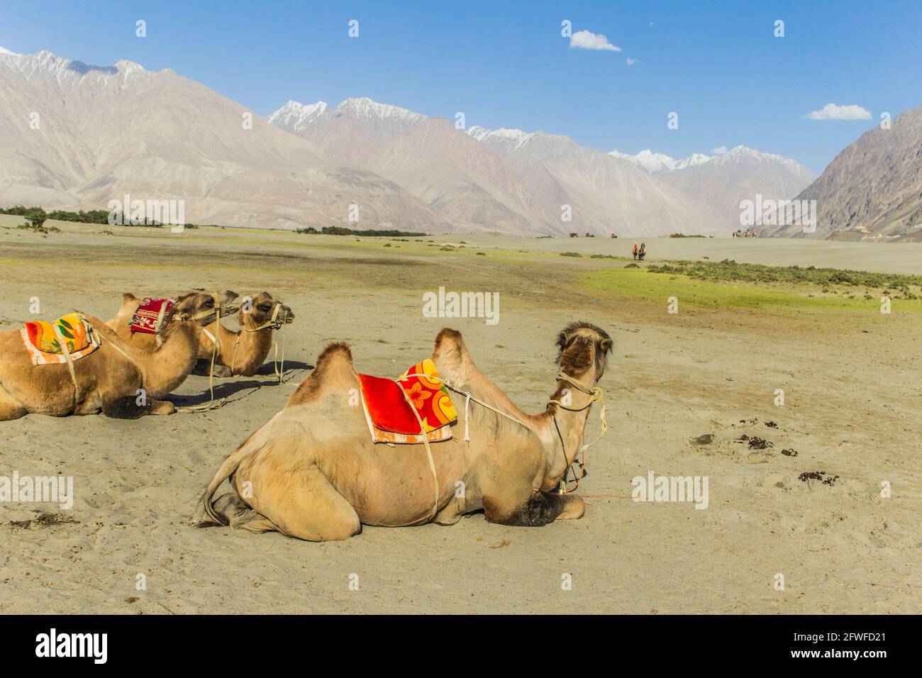 Bactrian camel in Nubra Valley Stock Photo - Alamy