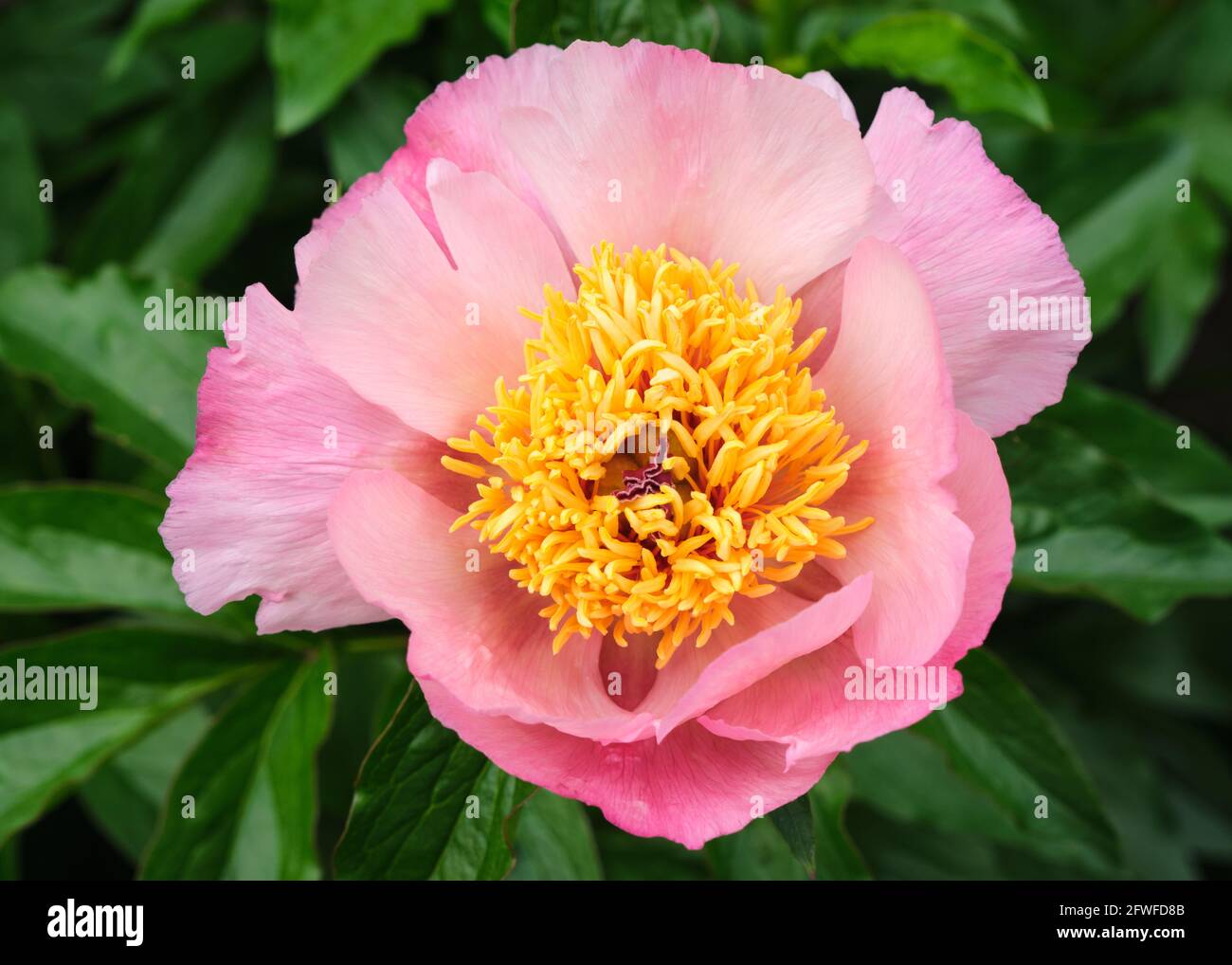 Blooming flower of a Peony, latin Paeonia. Specific species named ...