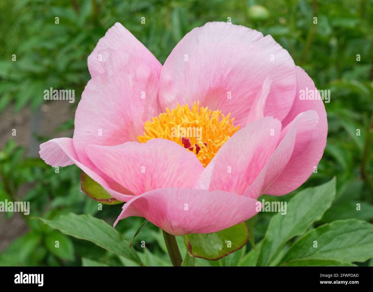 Species peony hi-res stock photography and images - Alamy