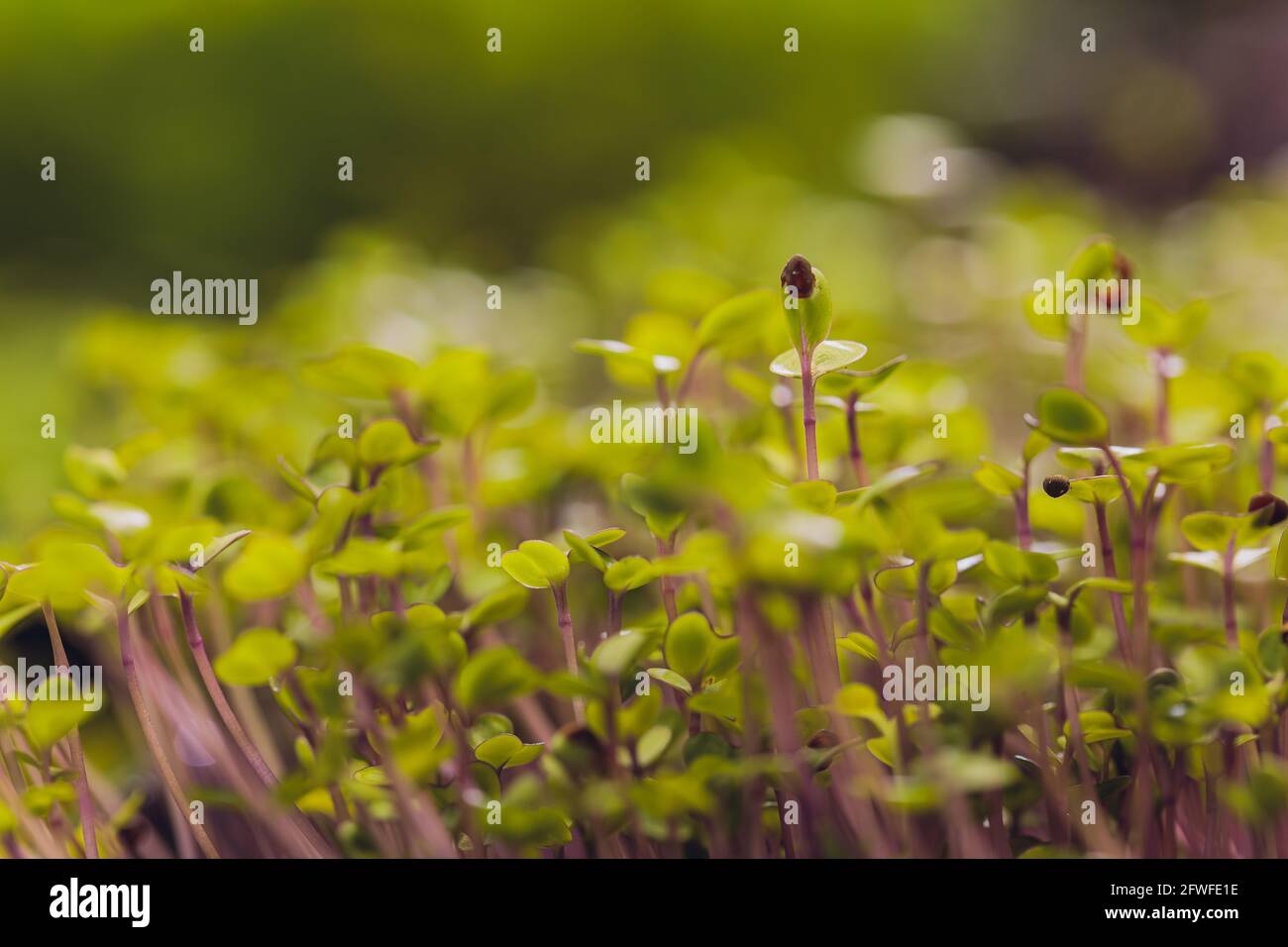 microgreen field, Group of green and purple sprouts growing out from ...