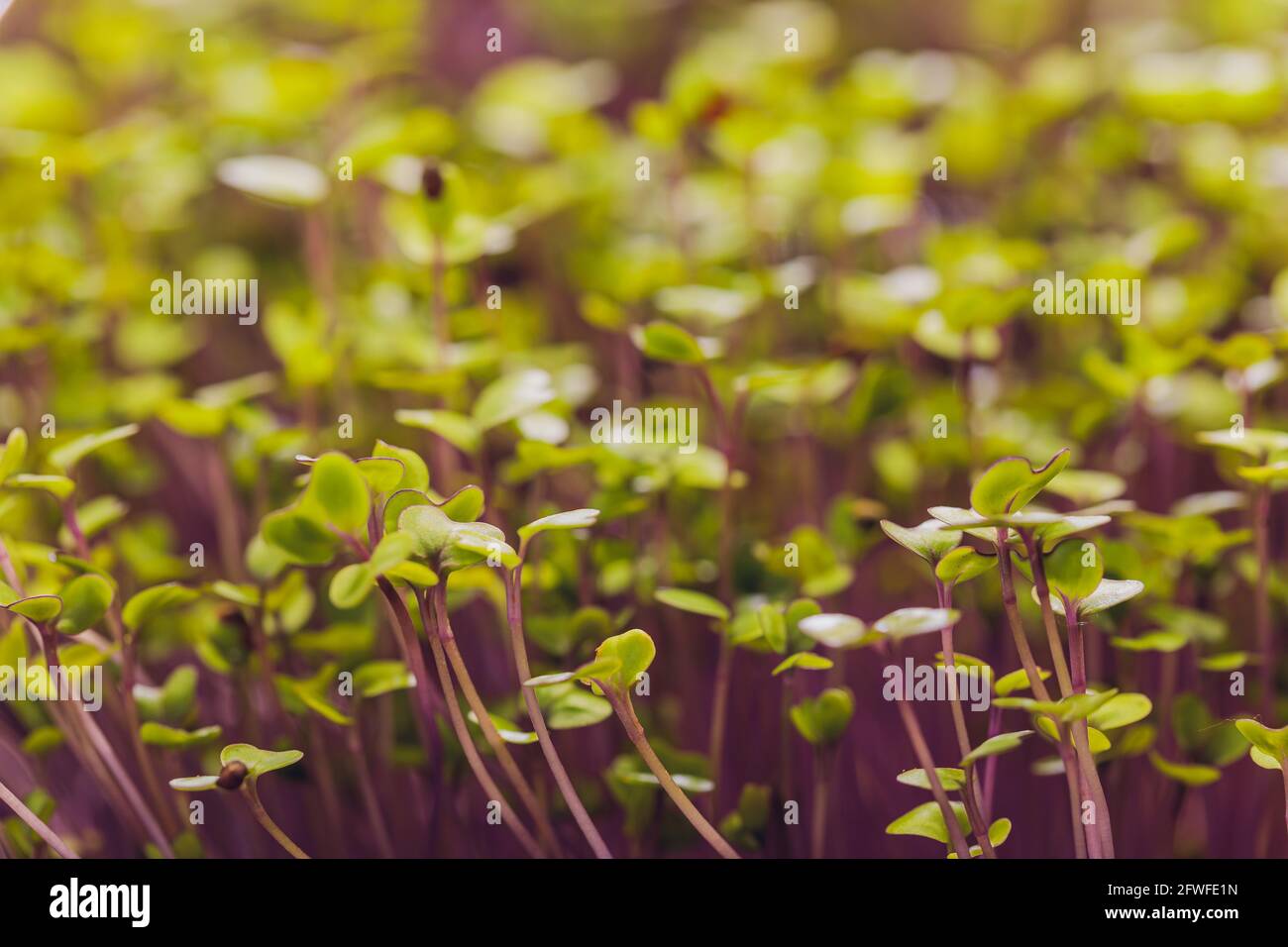 microgreen field, Group of green and purple sprouts growing out from ...