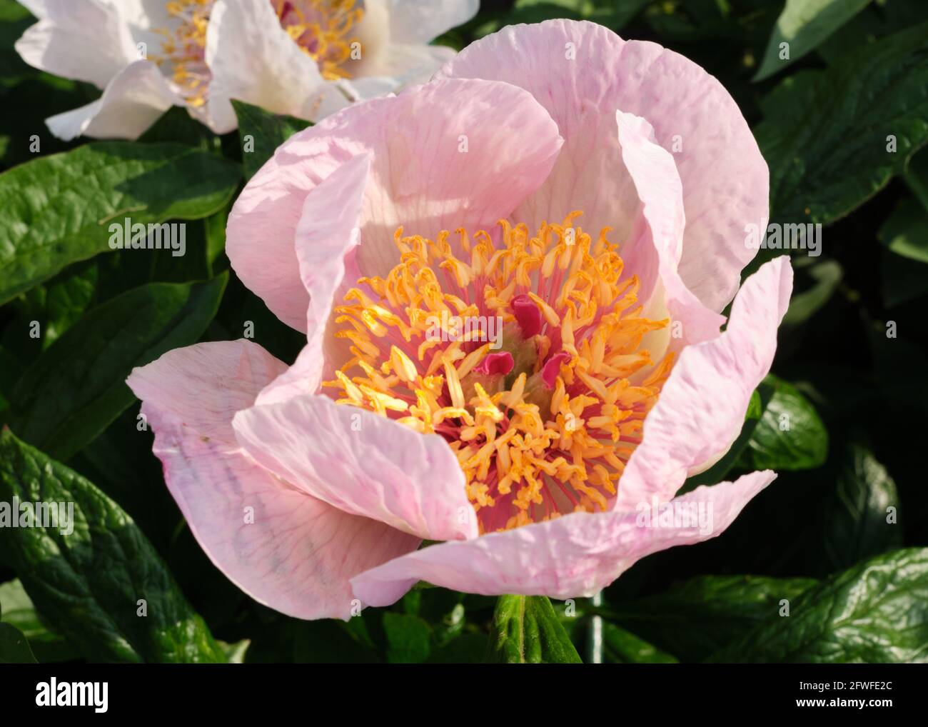Blooming flower of a Peony, latin Paeonia. Specific species named ...