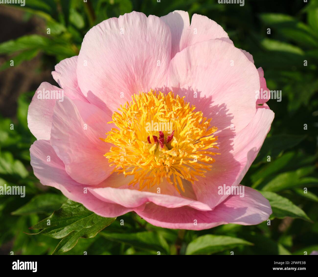 Blooming flower of a Peony, latin Paeonia. Specific species named ...