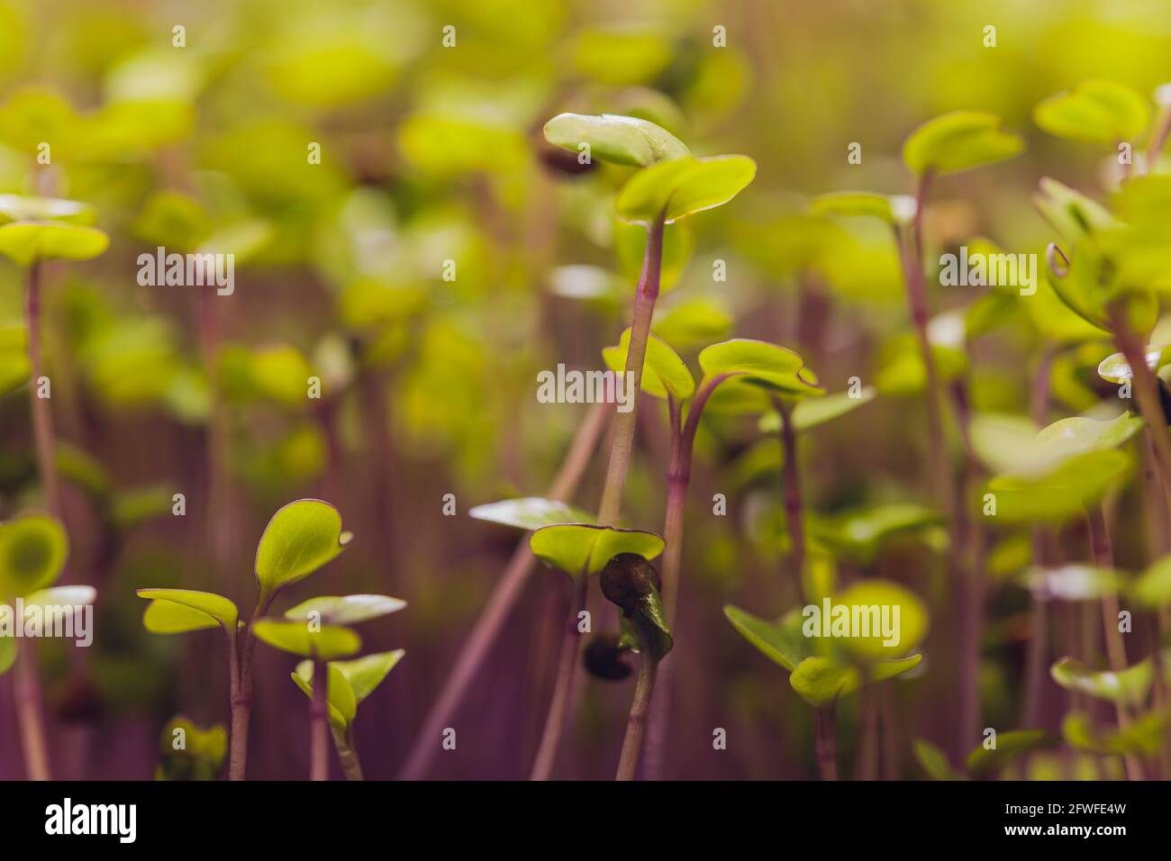 microgreen field, Group of green and purple sprouts growing out from ...