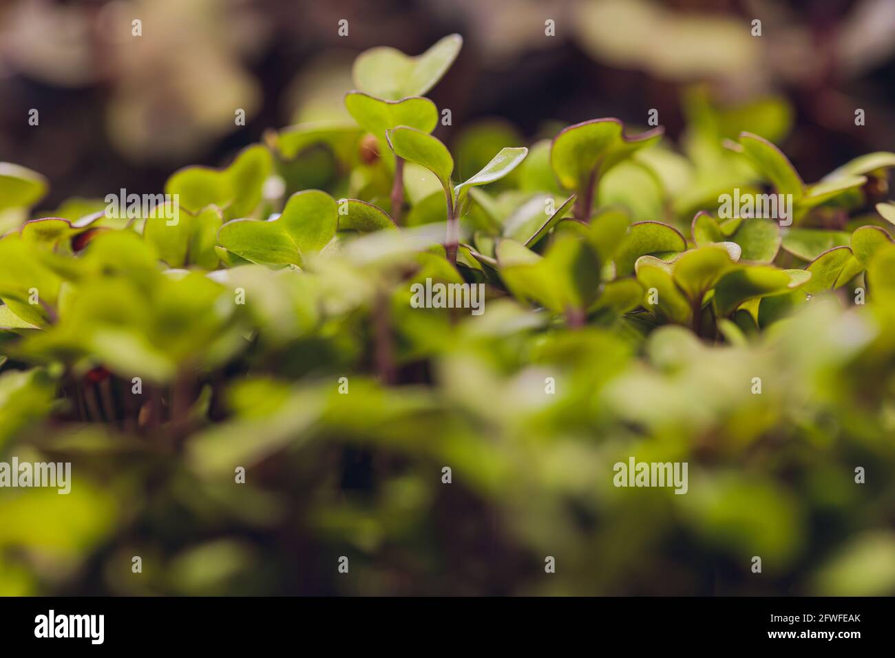 microgreen field, Group of green and purple sprouts growing out from ...