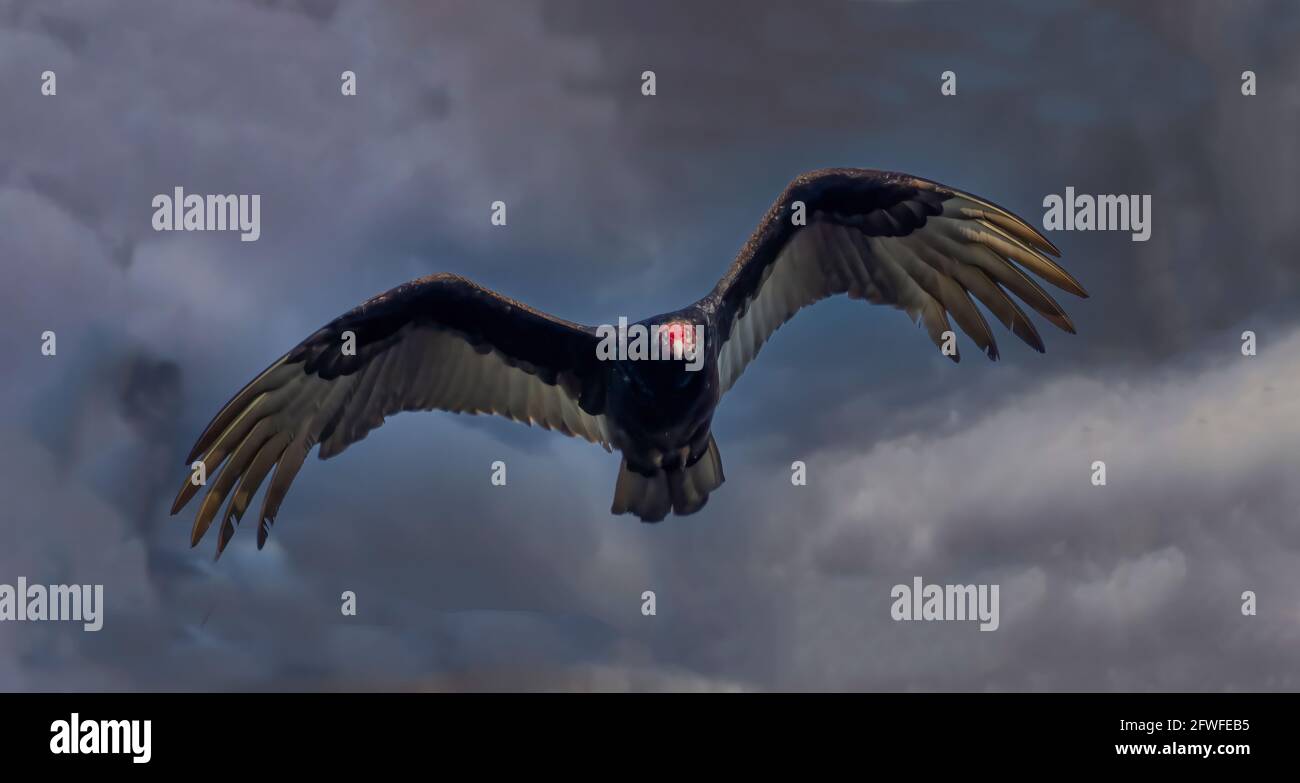 Vulture flying overhead aganist a dark threatening sky in southwest ...