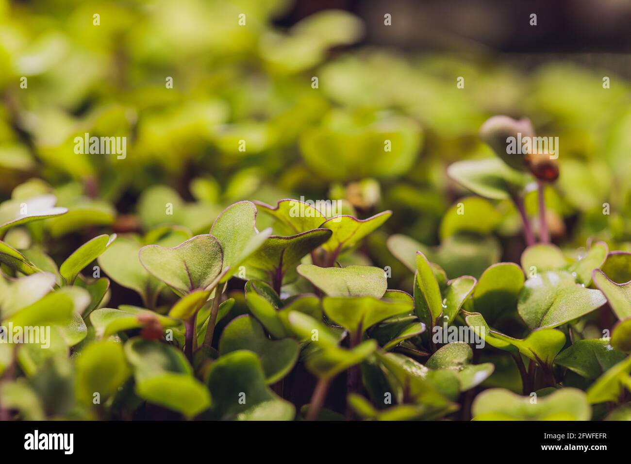 microgreen field, Group of green and purple sprouts growing out from ...