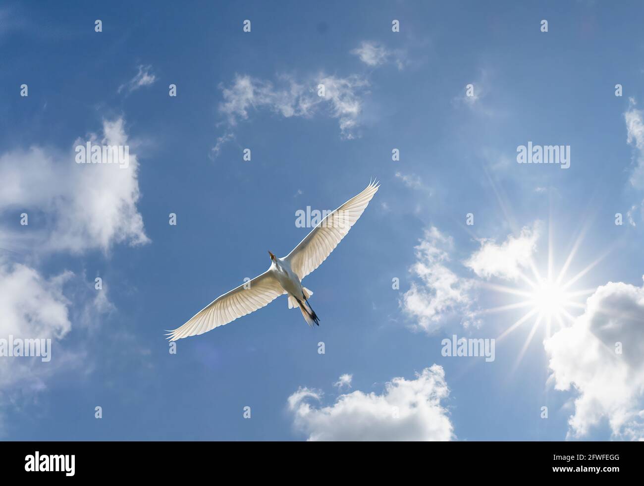 Single white bird soaring in blue sky with white clouds and sunburst in ...
