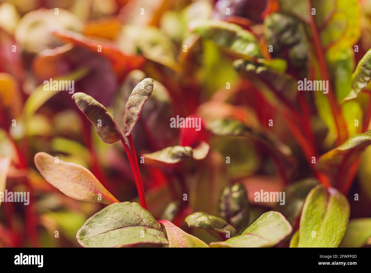 Beta vulgaris sprouts growing hi-res stock photography and images - Alamy