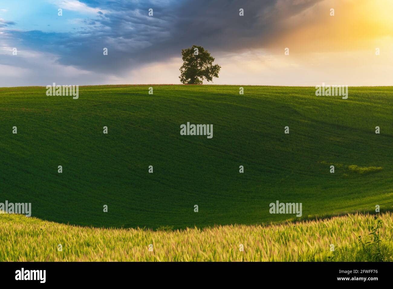 A lonely spreading oak tree on a green field Stock Photo - Alamy