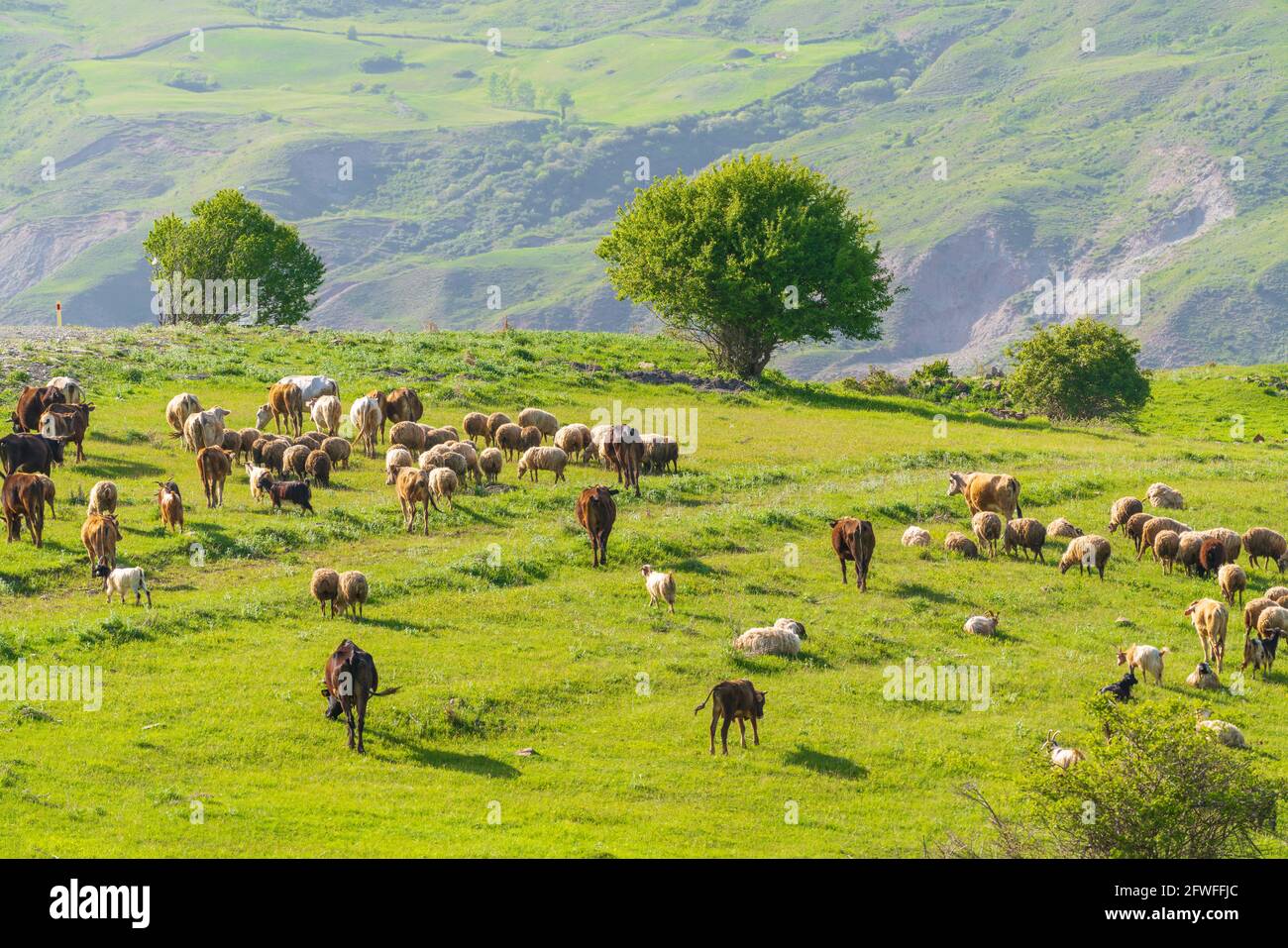 Cow sheep hi-res stock photography and images - Alamy