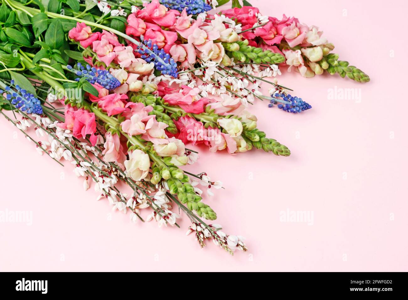 Pink matthiola and blue muscari flowers in one bouquet. Graphic ...