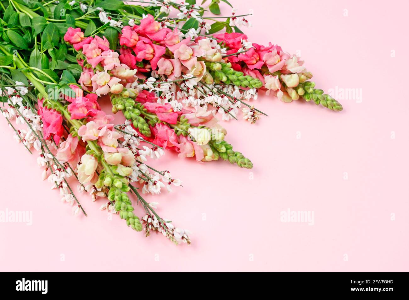 Beautiful matthiola flowers on pink background. Graphic resources Stock ...
