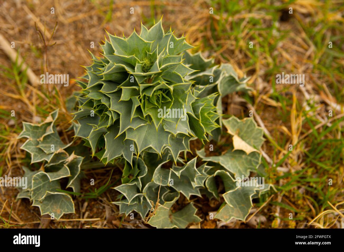 Eryngium maritimum called sea holly or seaside eryngo plant in summer ...
