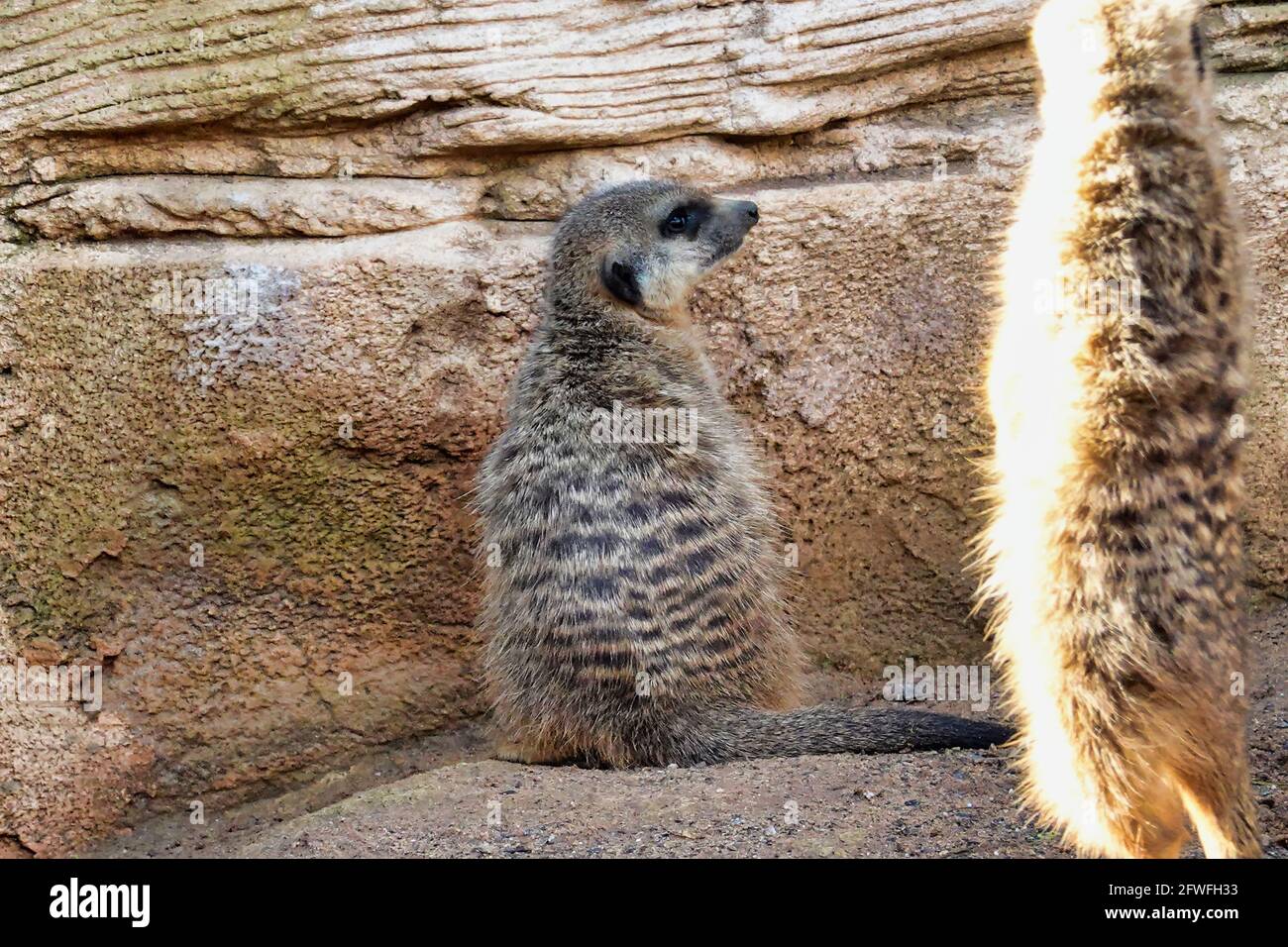 Closeup two adorable suricates hi-res stock photography and images - Alamy