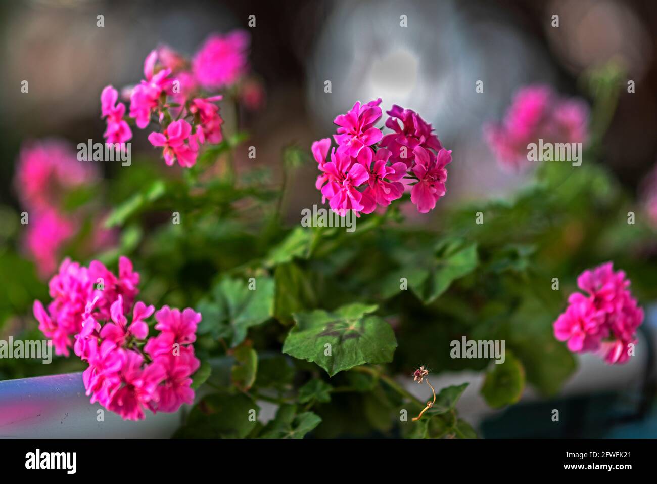 pink geranium flower growing on the balcony Stock Photo - Alamy