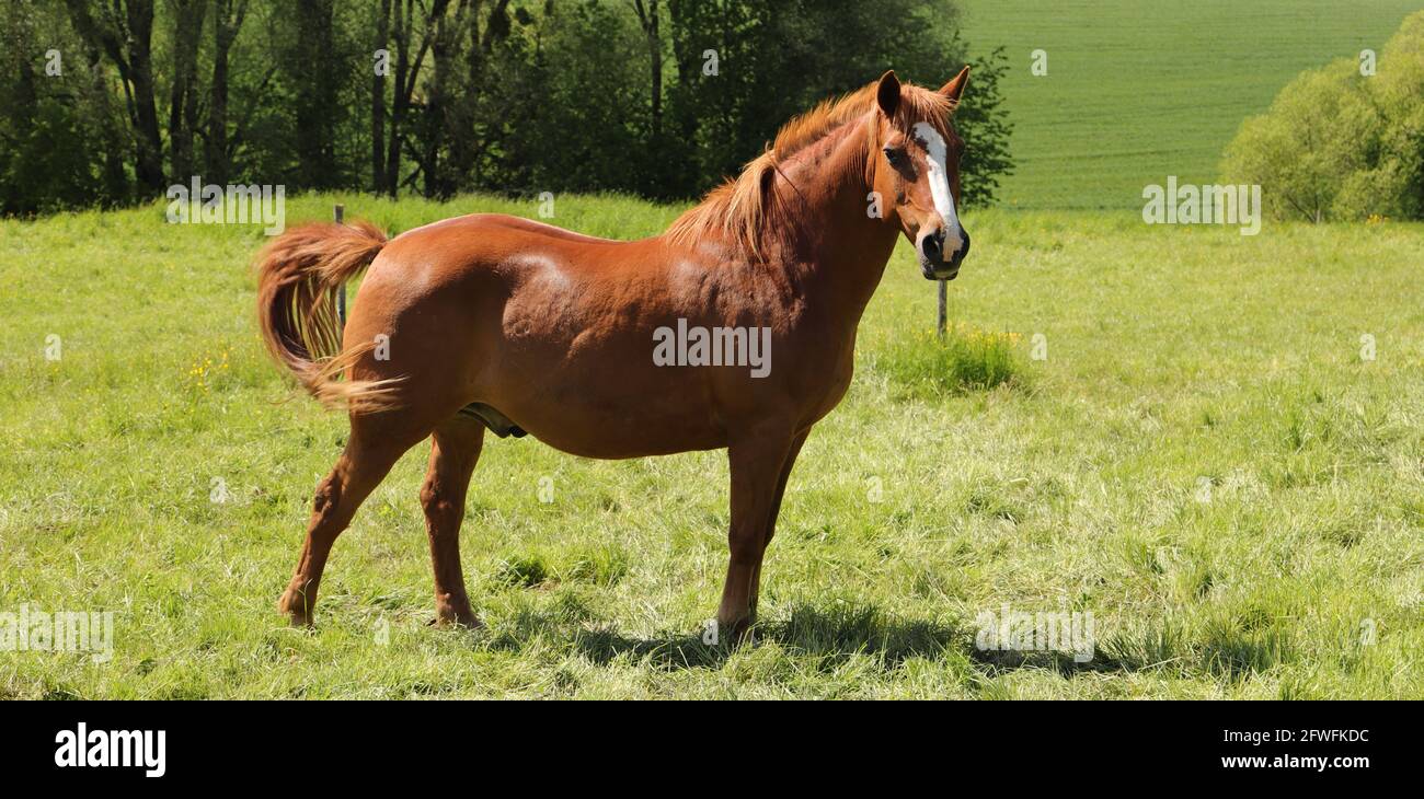 A beautiful horse in the pasture Stock Photo - Alamy
