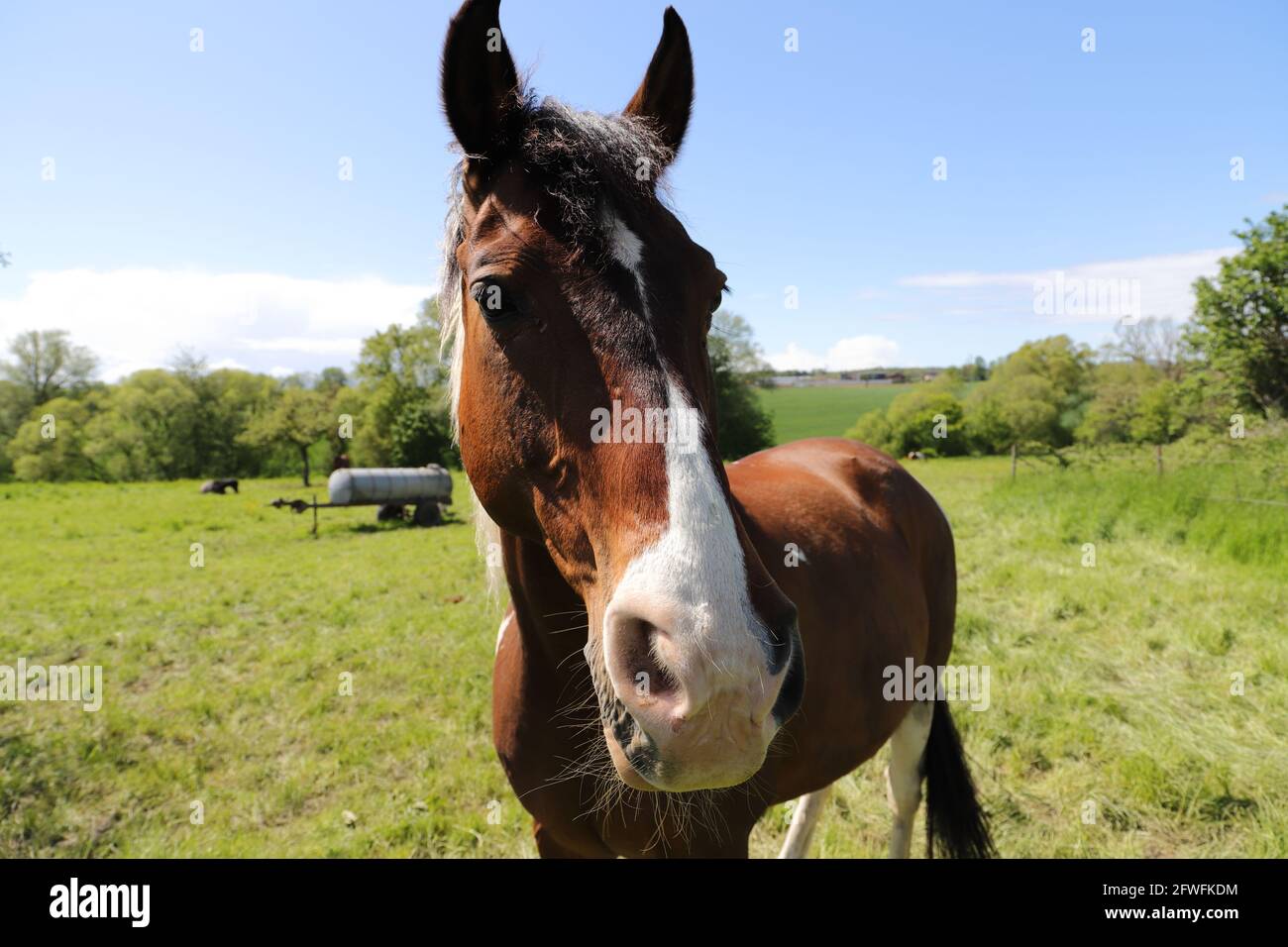 A beautiful horse in the pasture Stock Photo - Alamy