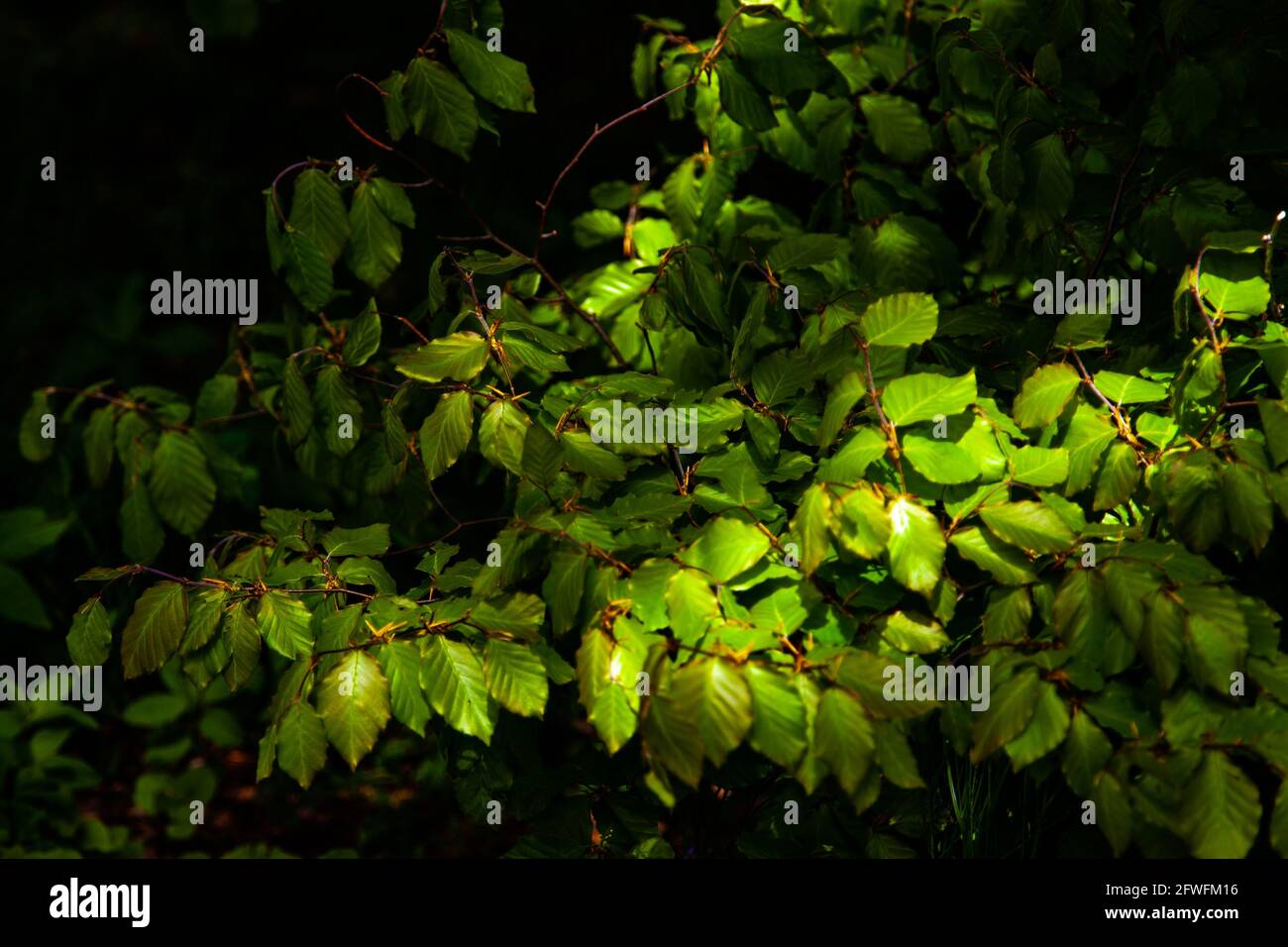 Spring in the Forest, Yddingesøen, Skåne, Sweden Stock Photo - Alamy